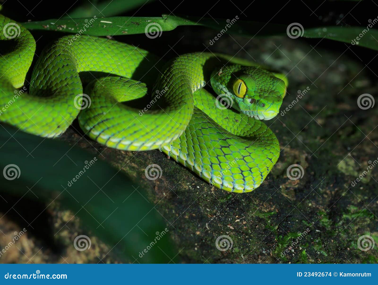 Serpiente verde foto de archivo. Imagen de bobinas, cubo - 23492674