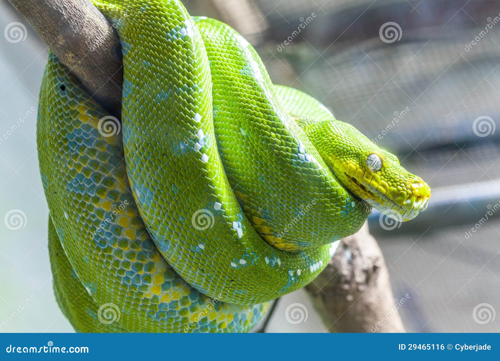 Serpiente verde foto de archivo. Imagen de terror, mordedura - 29465116