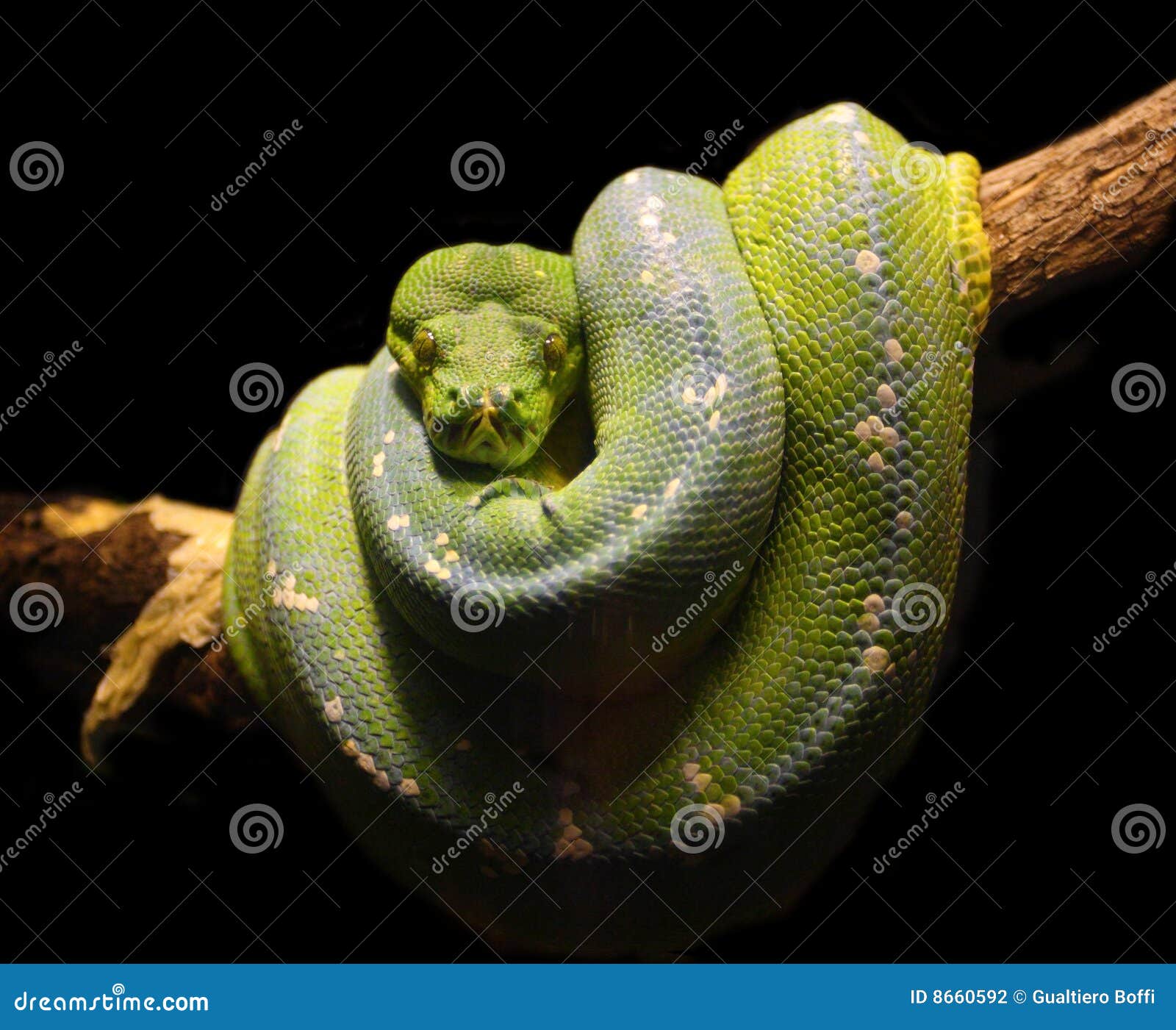 Serpiente verde foto de archivo. Imagen de comportamiento - 8660592