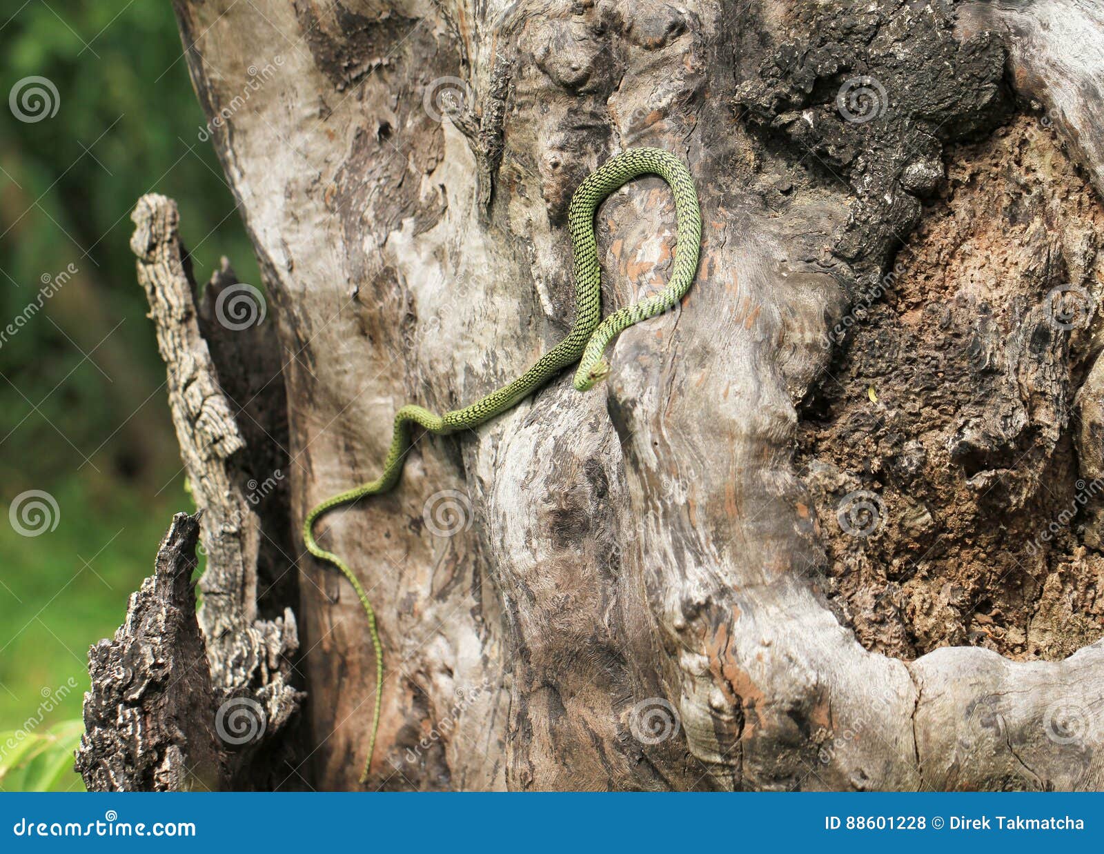 Serpiente verde foto de archivo. Imagen de terror, venenoso - 88601228