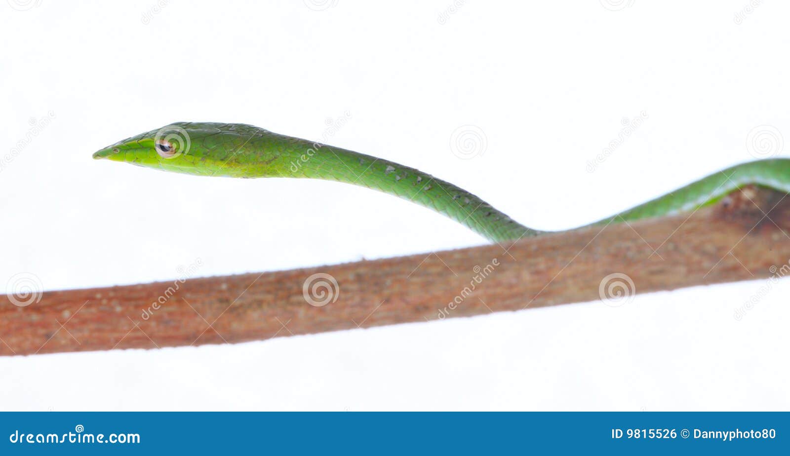Serpiente verde foto de archivo. Imagen de aislado, primer - 9815526