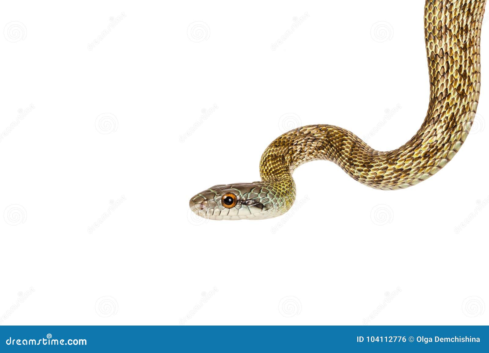 Serpiente Verde En El Fondo Blanco Foto de archivo - Imagen de reptil ...