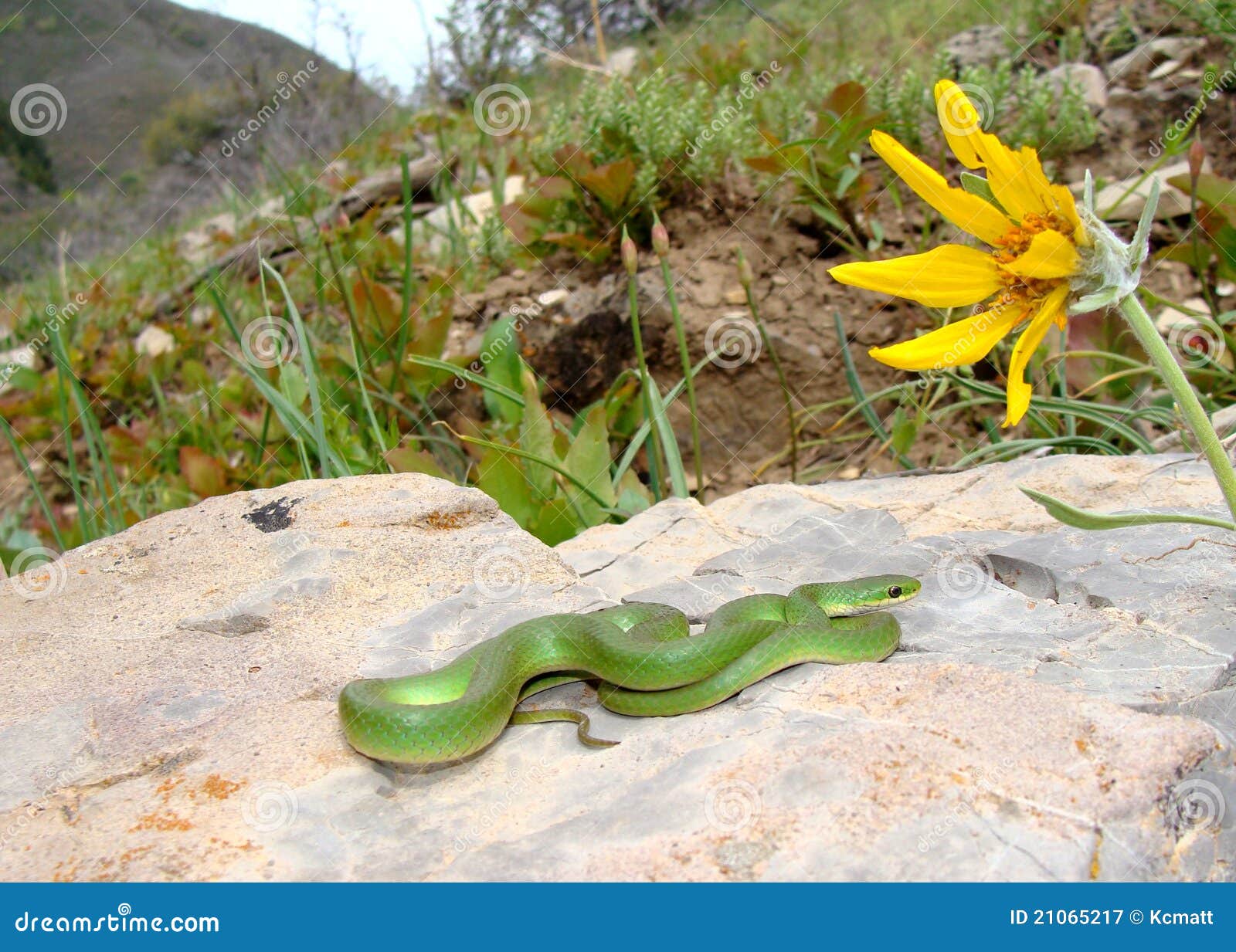 Serpiente verde lisa imagen de archivo. Imagen de reptil - 21065217