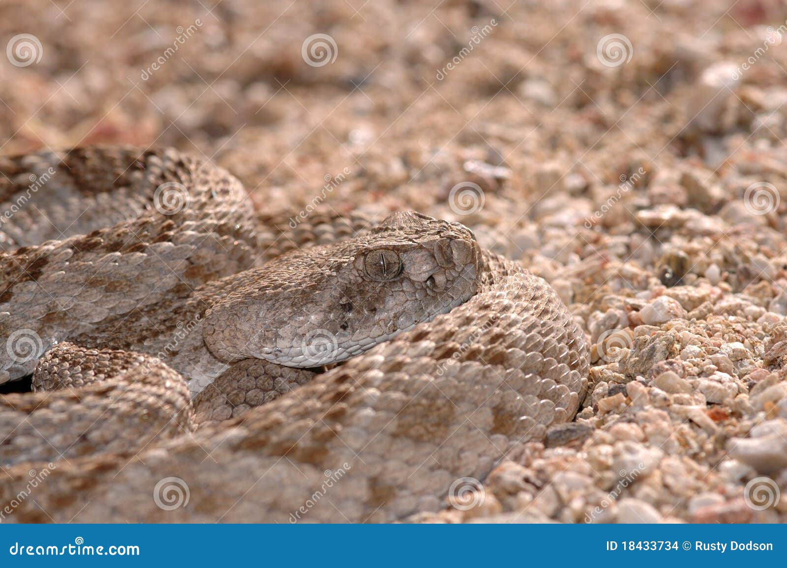 Serpientes De Cascabel De Arizona Foto de archivo - Imagen de animal ...