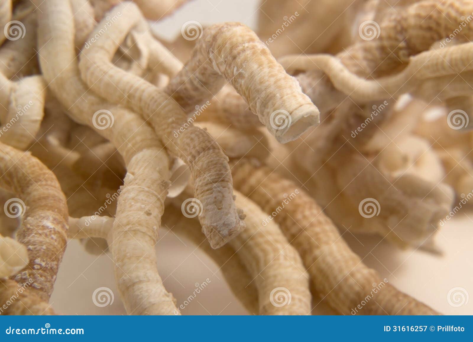 Serpulid worm tubes stock image. Image of hollow, bristle - 31616257