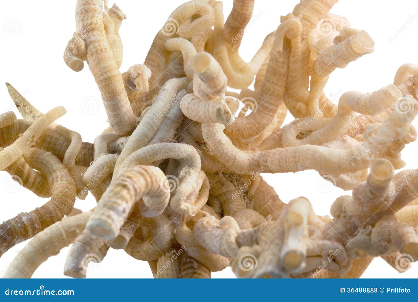 Serpulid worm tubes stock photo. Image of brown, hollow - 36488888