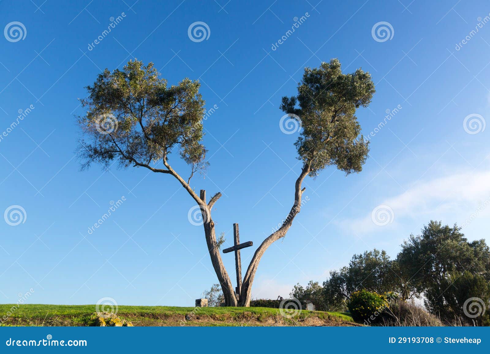 Serra Cross in Ventura California between Trees Stock Photo - Image of ...