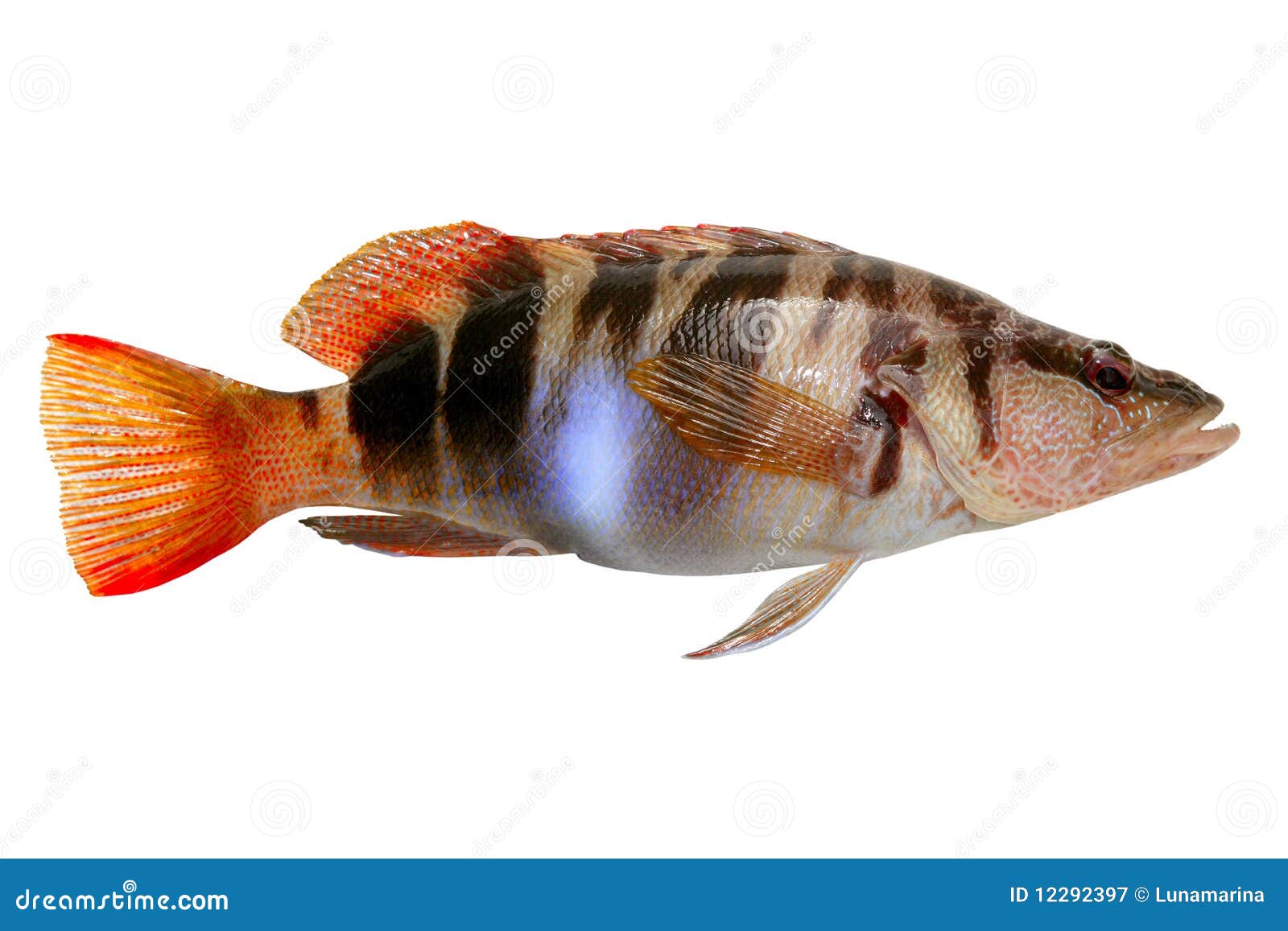 Serranus Scriba Fish Painted Comber Stock Image - Image of closeup ...