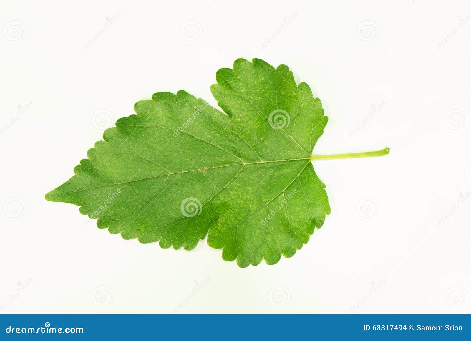 Serrated Green Leaf Isolated on White Background. Stock Photo - Image ...