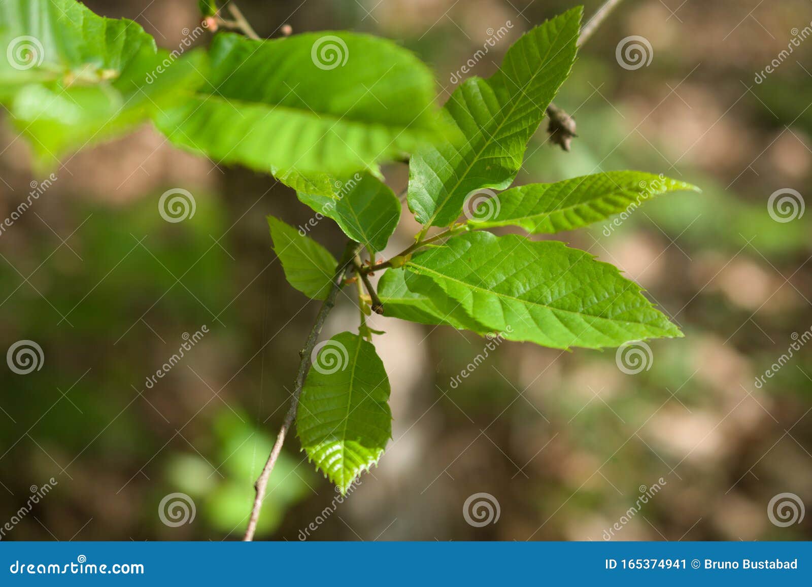 Serrated Leaves of a Tree Growing from the Branch Stock Image - Image ...