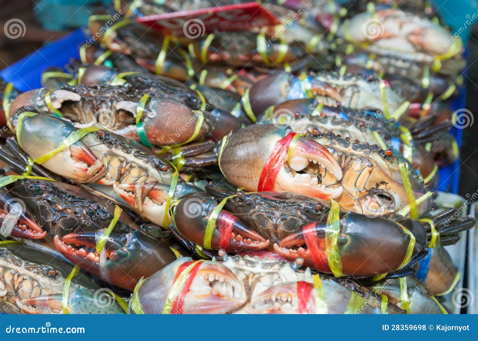 Serrated Mud Crab, Mangrove Crab, Black Crab, Giant Mud Crab A Sea Crab ...
