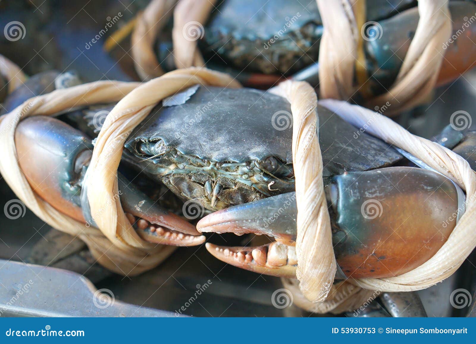 Serrated mud crab stock image. Image of nippers, animal - 53930753