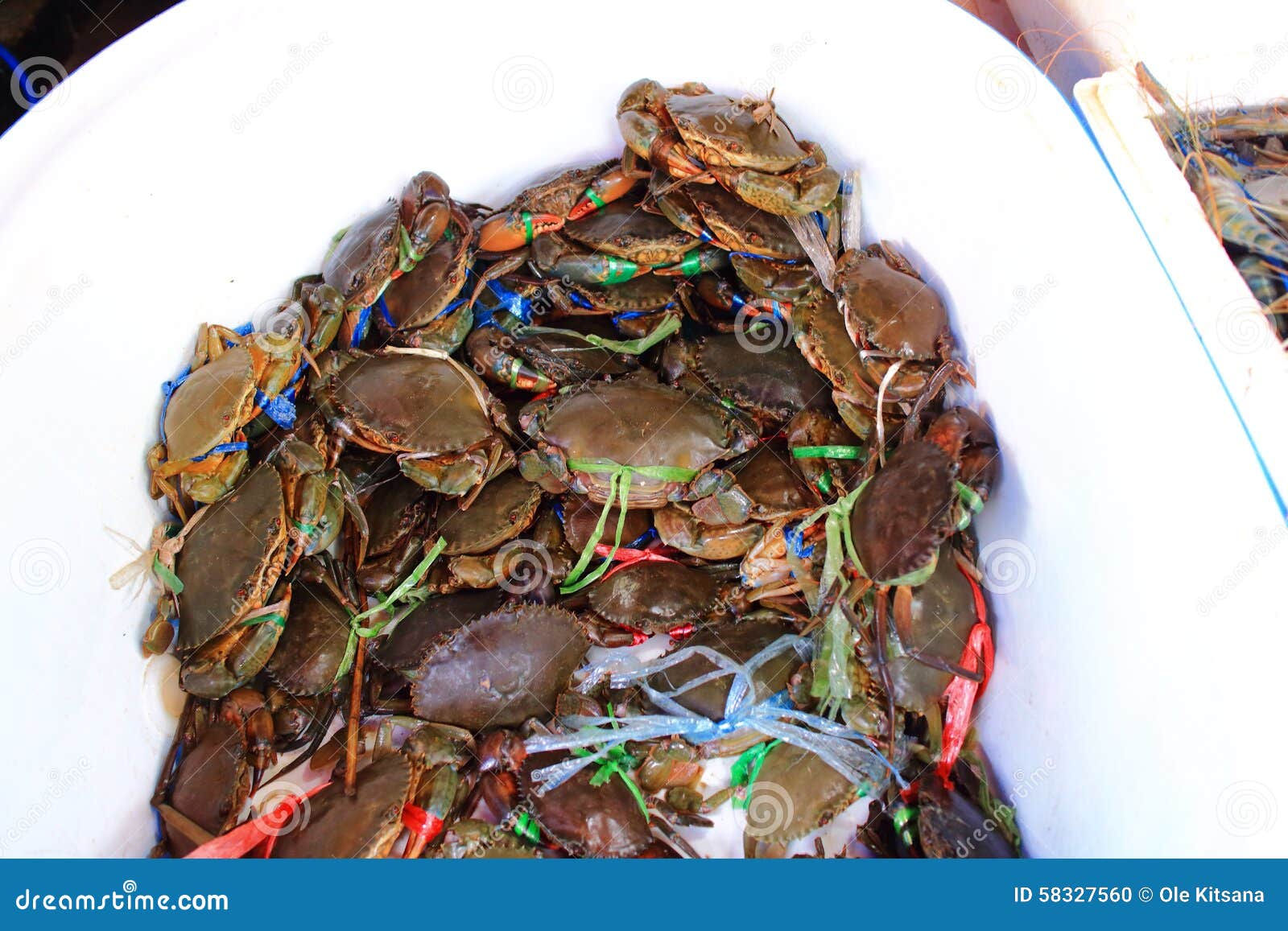 Serrated mud crab stock photo. Image of market, crab - 58327560