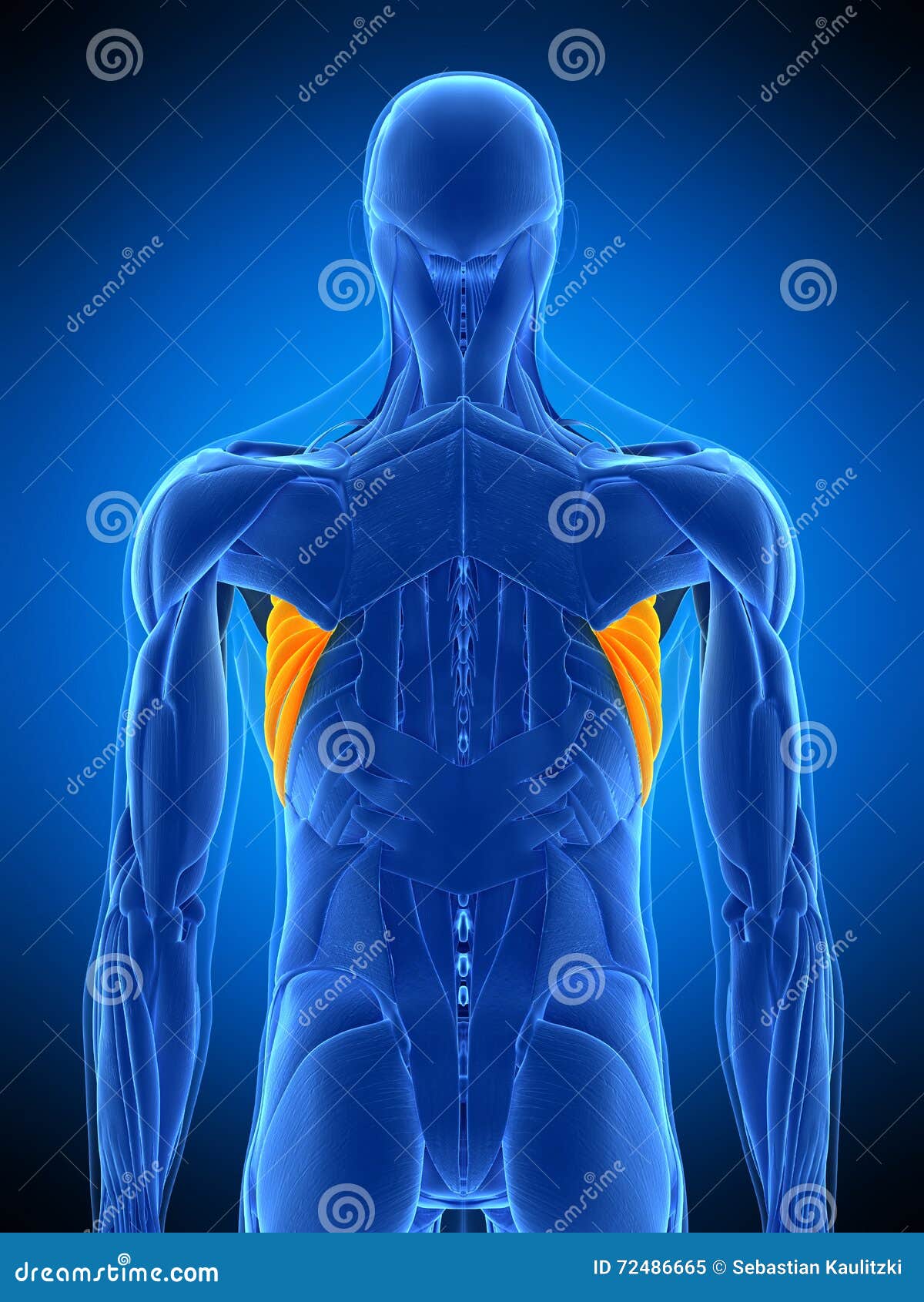 The serratus anterior stock illustration. Illustration of upper - 72486665