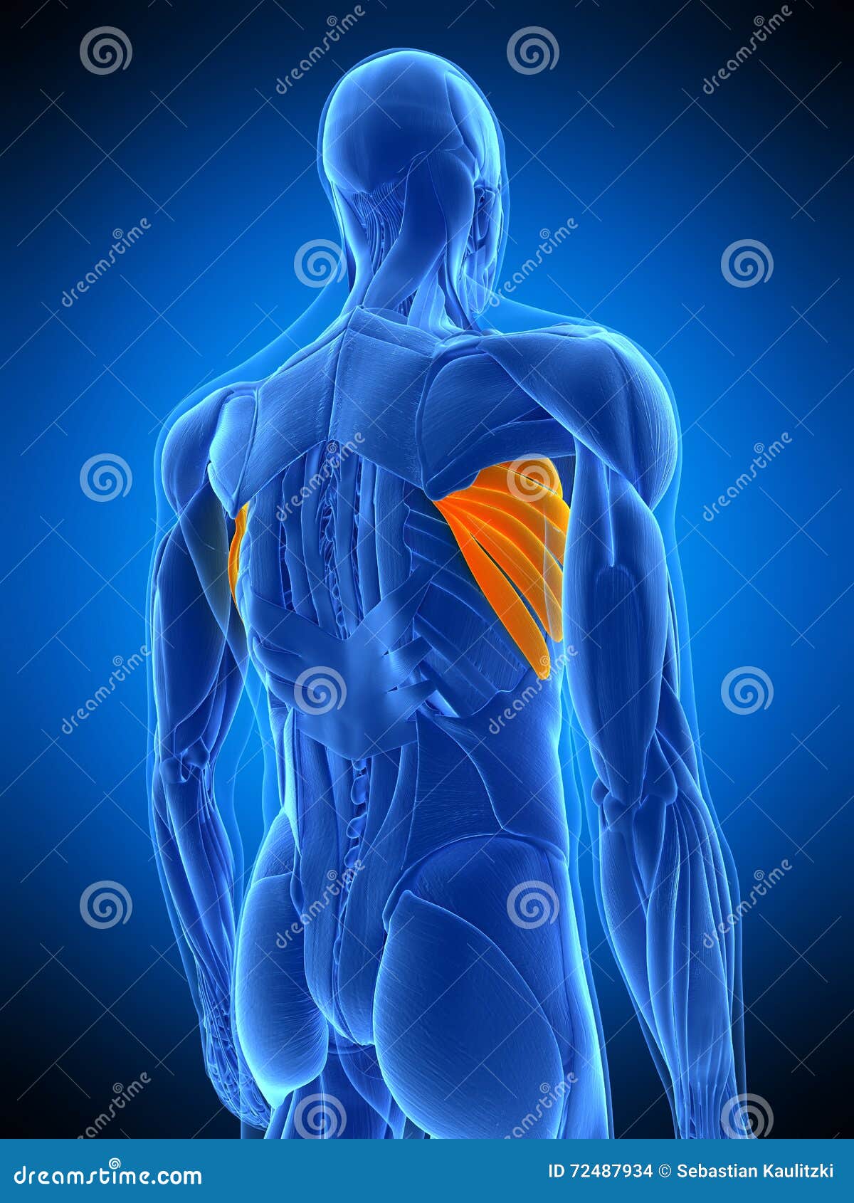 The Serratus Anterior Muscle Royalty-Free Illustration | CartoonDealer ...