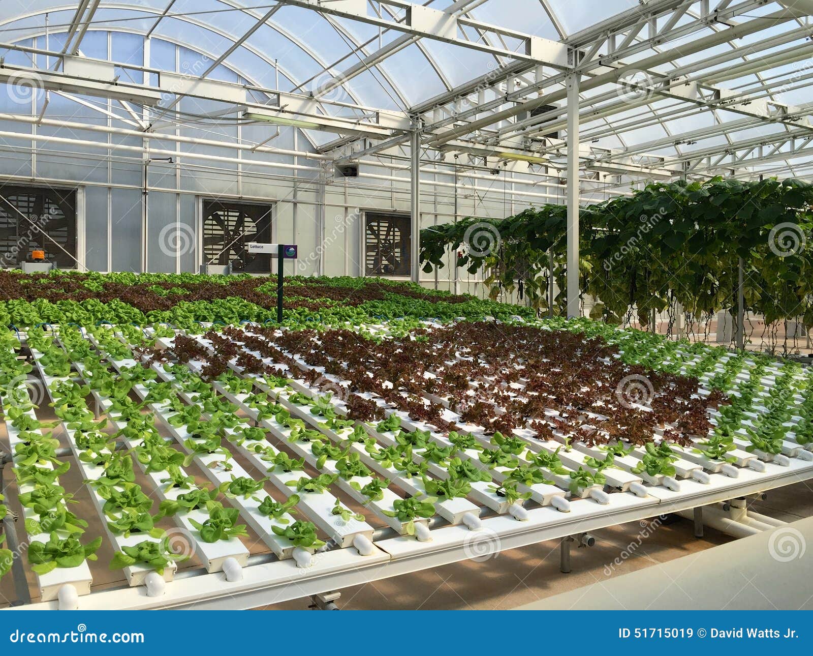 Serre chaude commerciale image stock. Image du vert, maison - 51715019