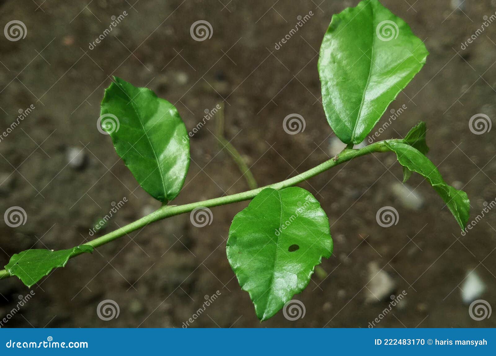 Serut Leaf Stock Photography | CartoonDealer.com #222483170