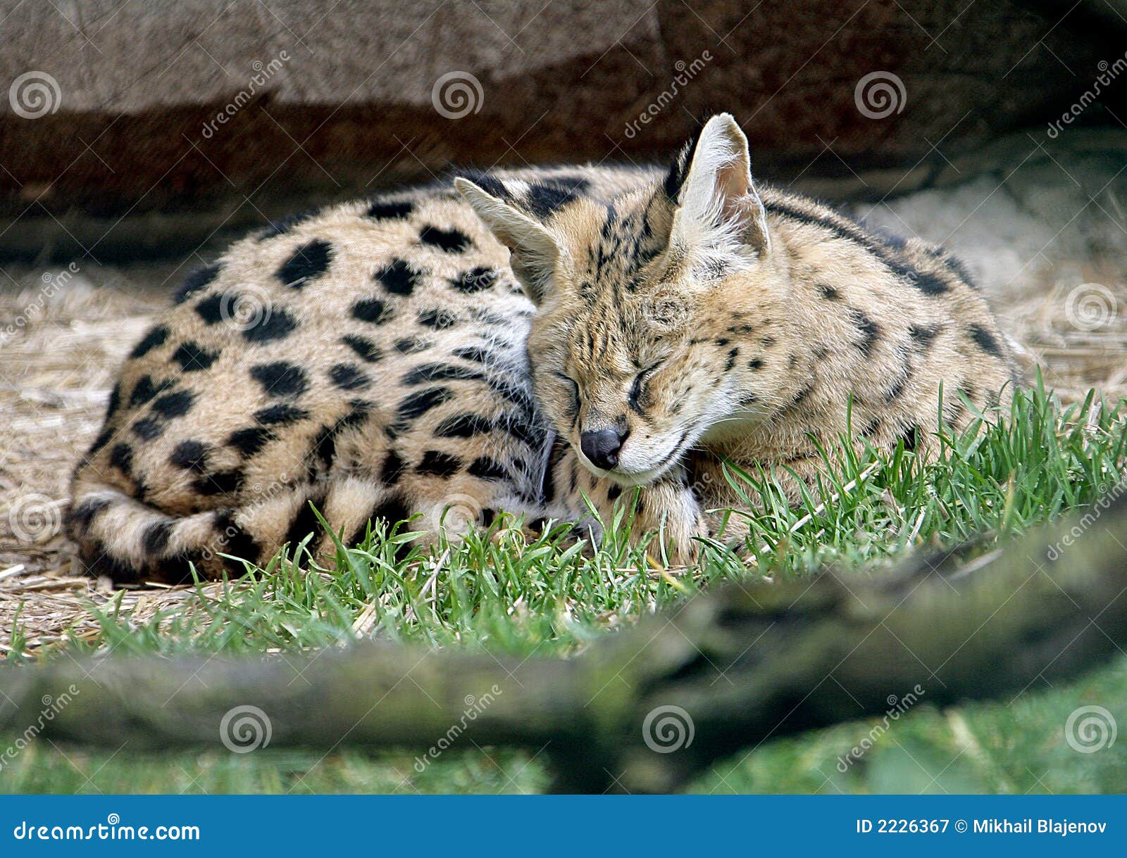 Serval 1 stock image. Image of serval, rare, species, jump - 2226367