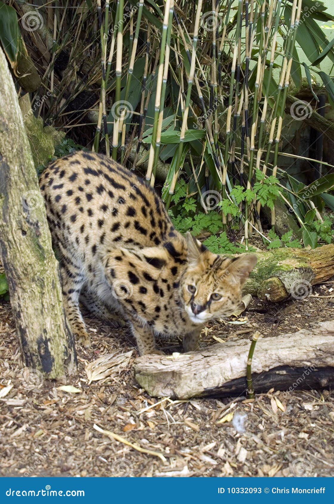 Serval stock image. Image of africa, wildlife, spotted - 10332093