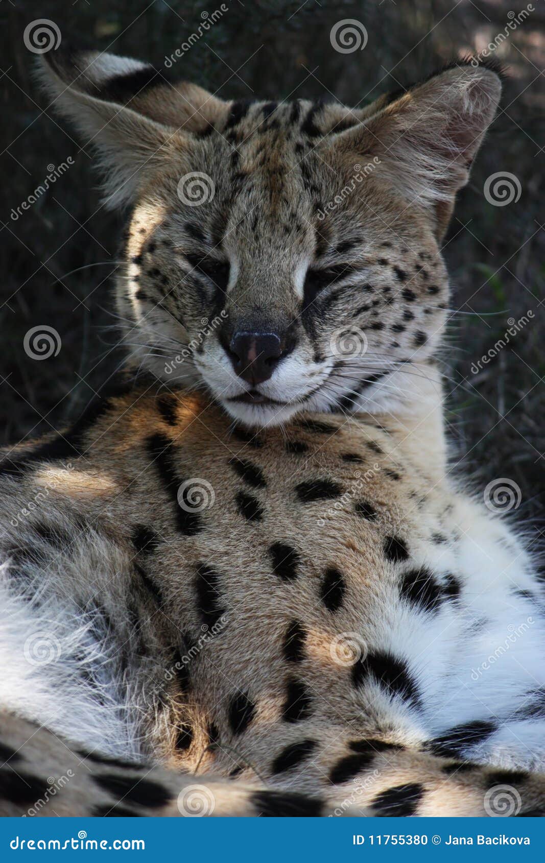 Serval stock photo. Image of wild, wildlife, nature, serval - 11755380