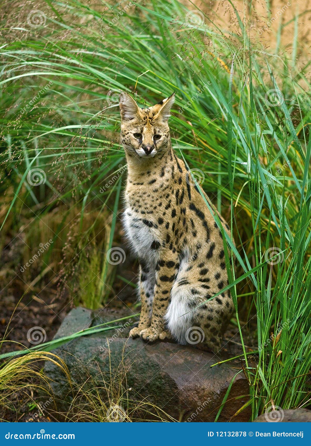 Serval stock photo. Image of predator, wildlife, serval - 12132878