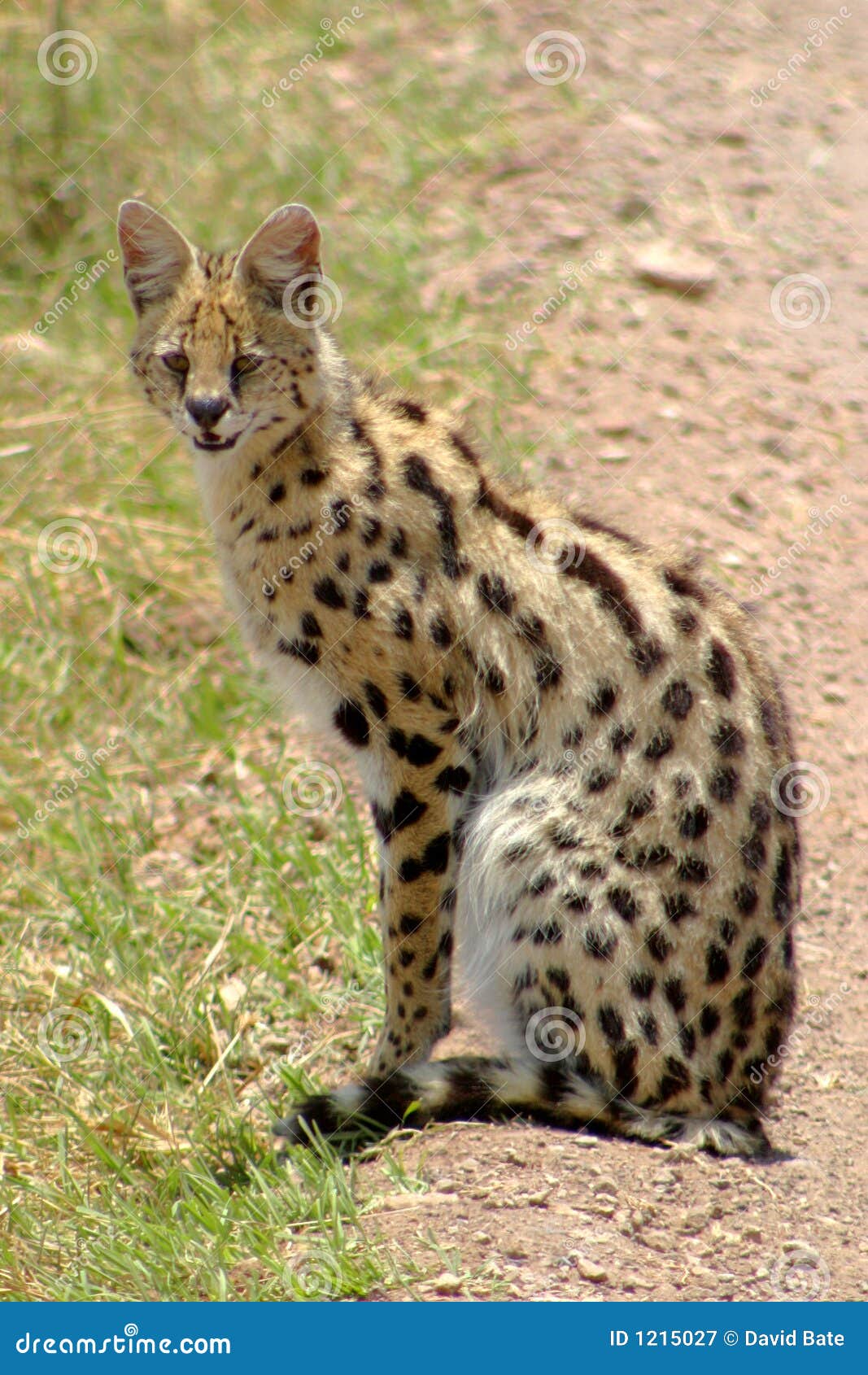 Serval stock image. Image of african, spotted, ready, africa - 1215027