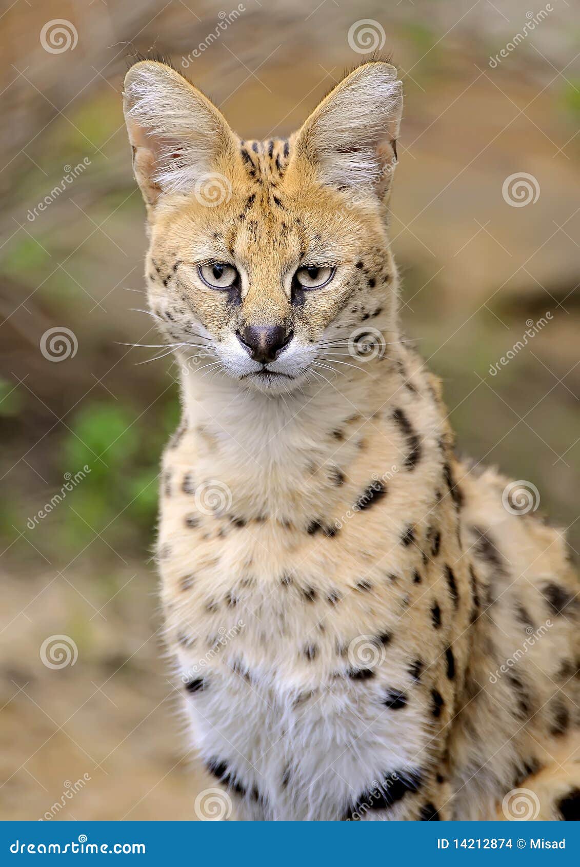 Serval stock photo. Image of beauty, cute, head, leptailurus - 14212874