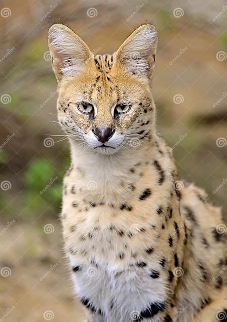 Serval stock photo. Image of beauty, cute, head, leptailurus - 14212874