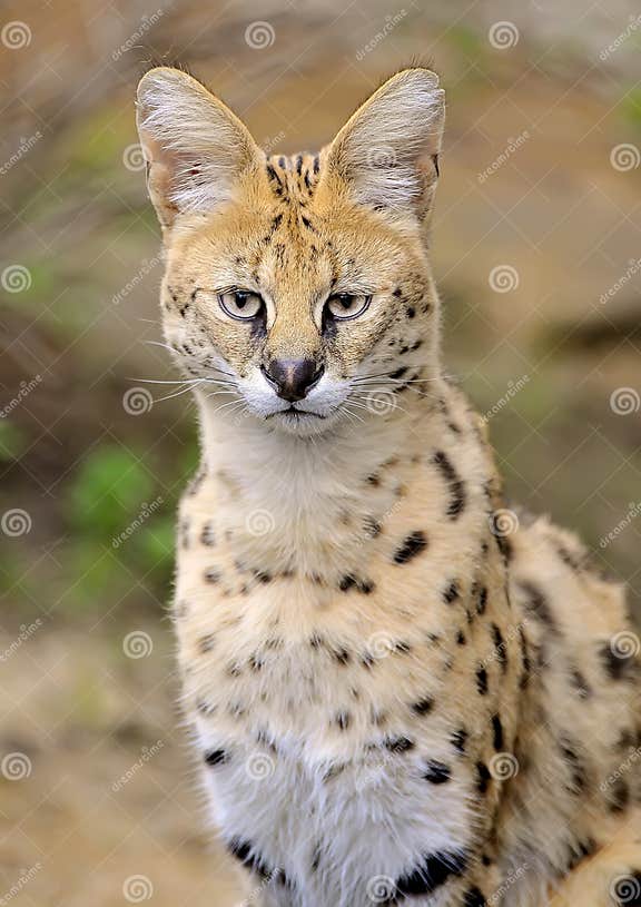 Serval stock photo. Image of beauty, cute, head, leptailurus - 14212874