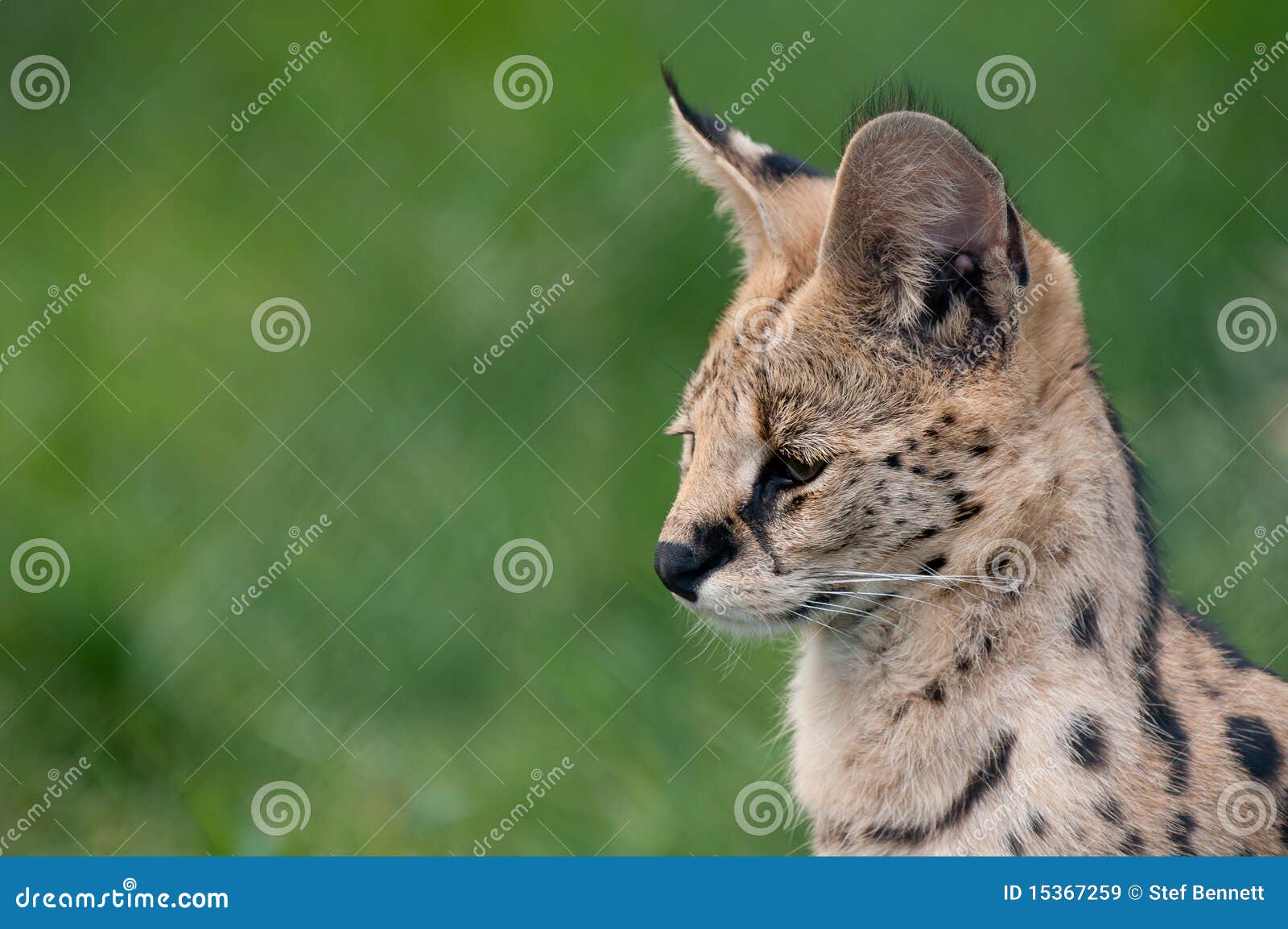 Serval stock image. Image of posing, sitting, hunthunter - 15367259