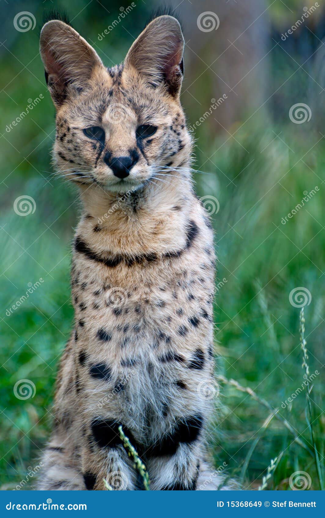 Serval stock image. Image of serval, predator, wild, posed - 15368649