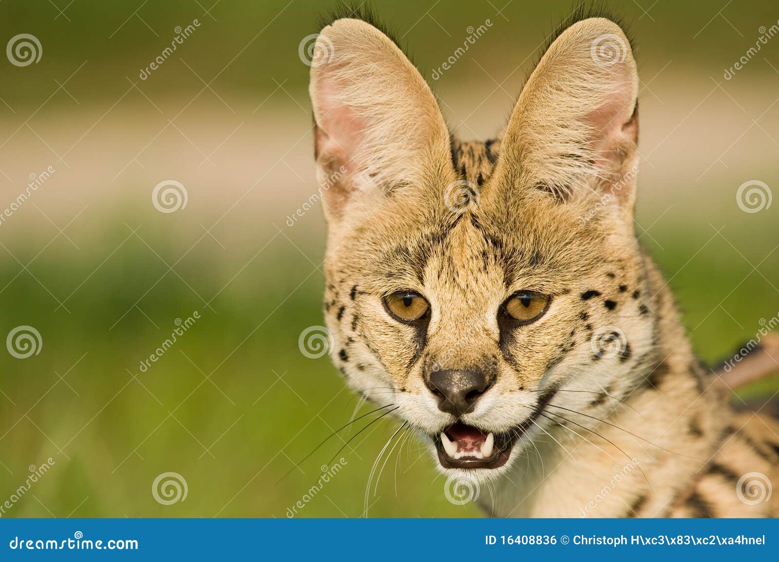 Serval stock photo. Image of creature, mammal, wildcat - 16408836