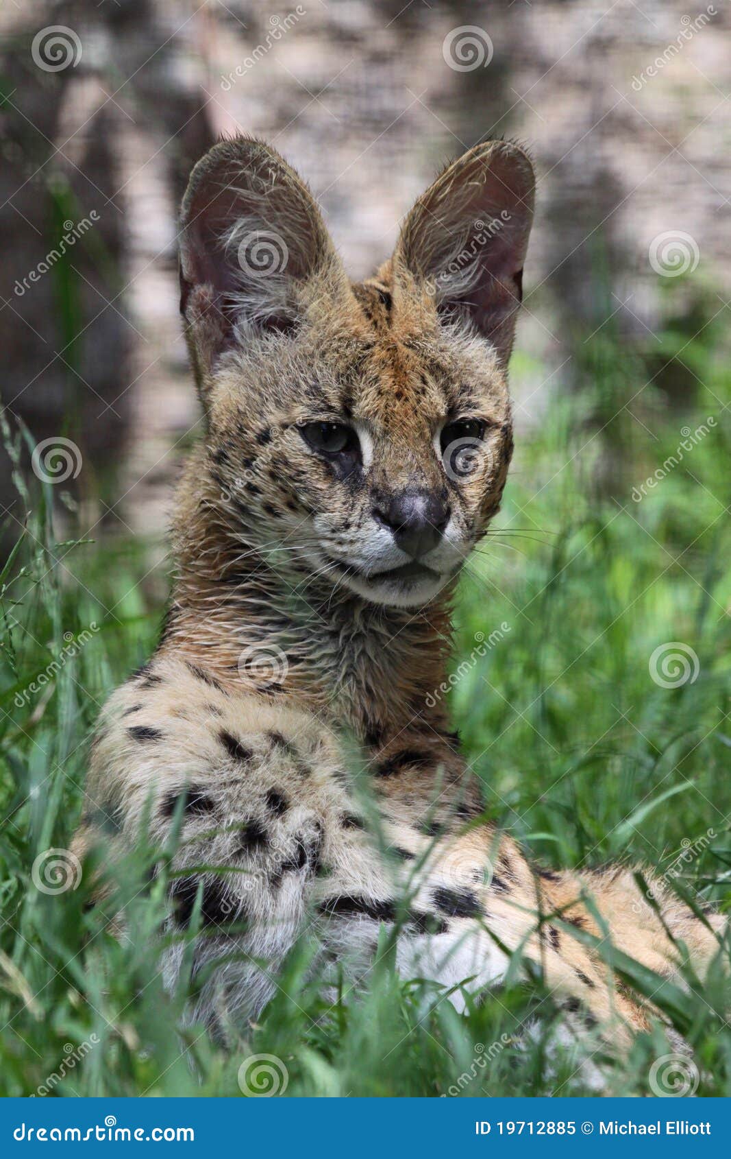Serval stock image. Image of eyed, bright, mammals, animal - 19712885