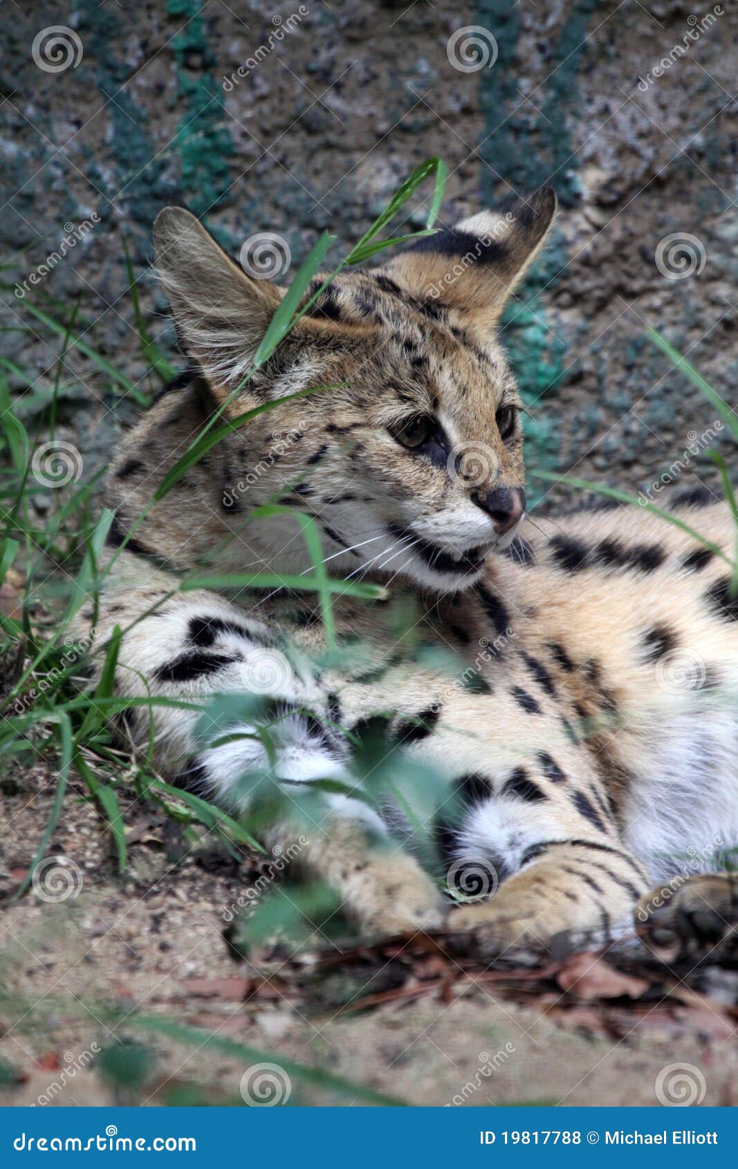 Serval stock photo. Image of long, looking, predator - 19817788
