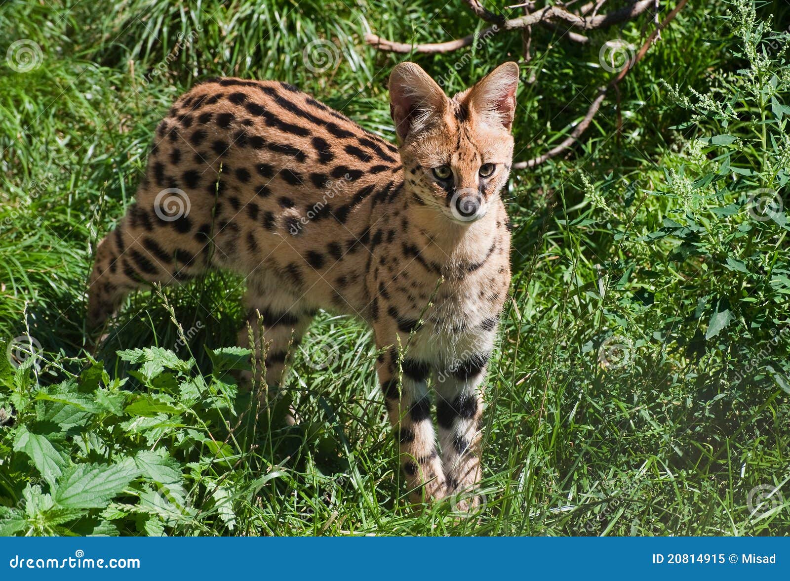 Serval stock image. Image of play, head, pattern, africa - 20814915