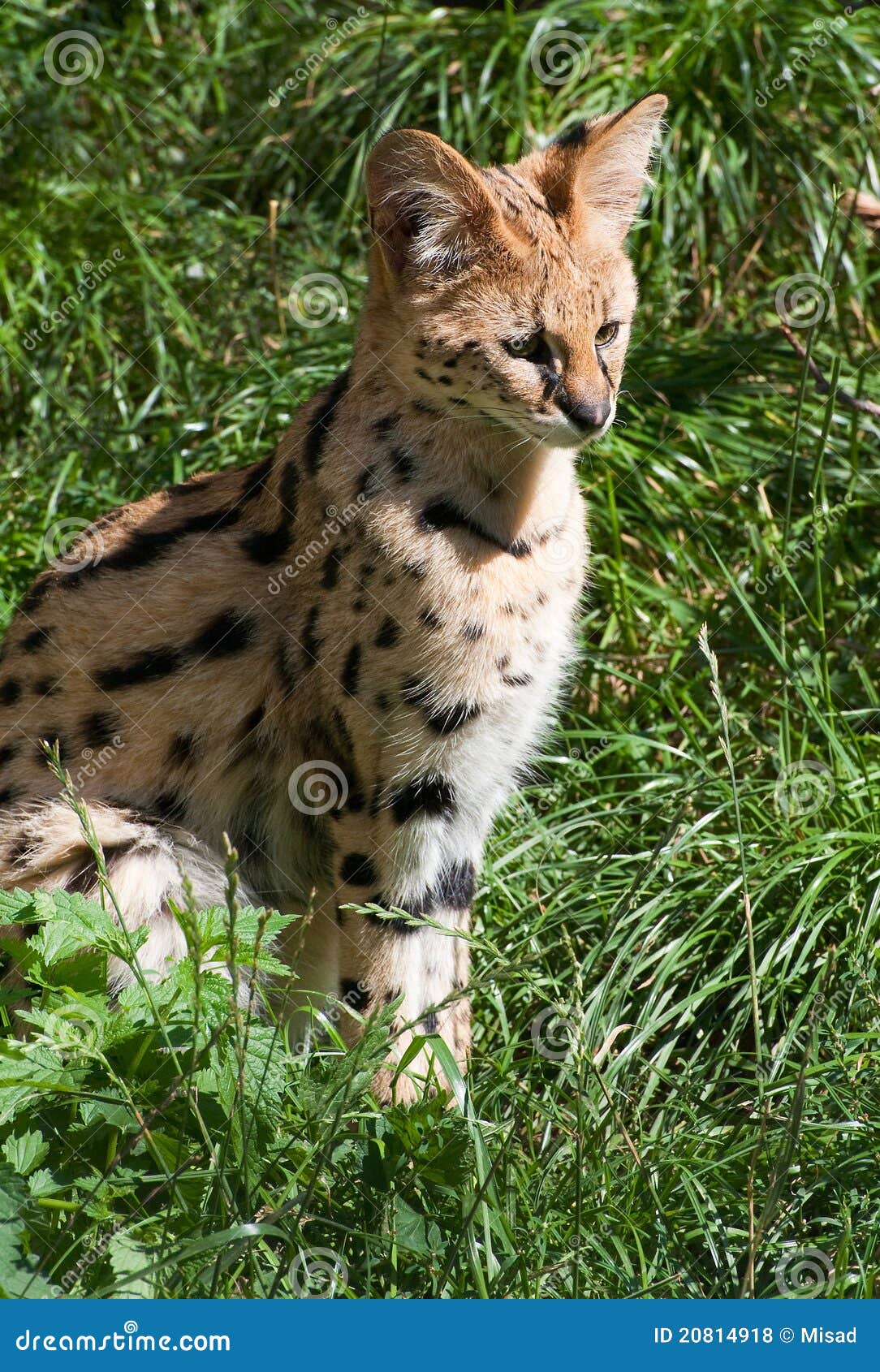 Serval stock photo. Image of leptailurus, pattern, whiskers - 20814918