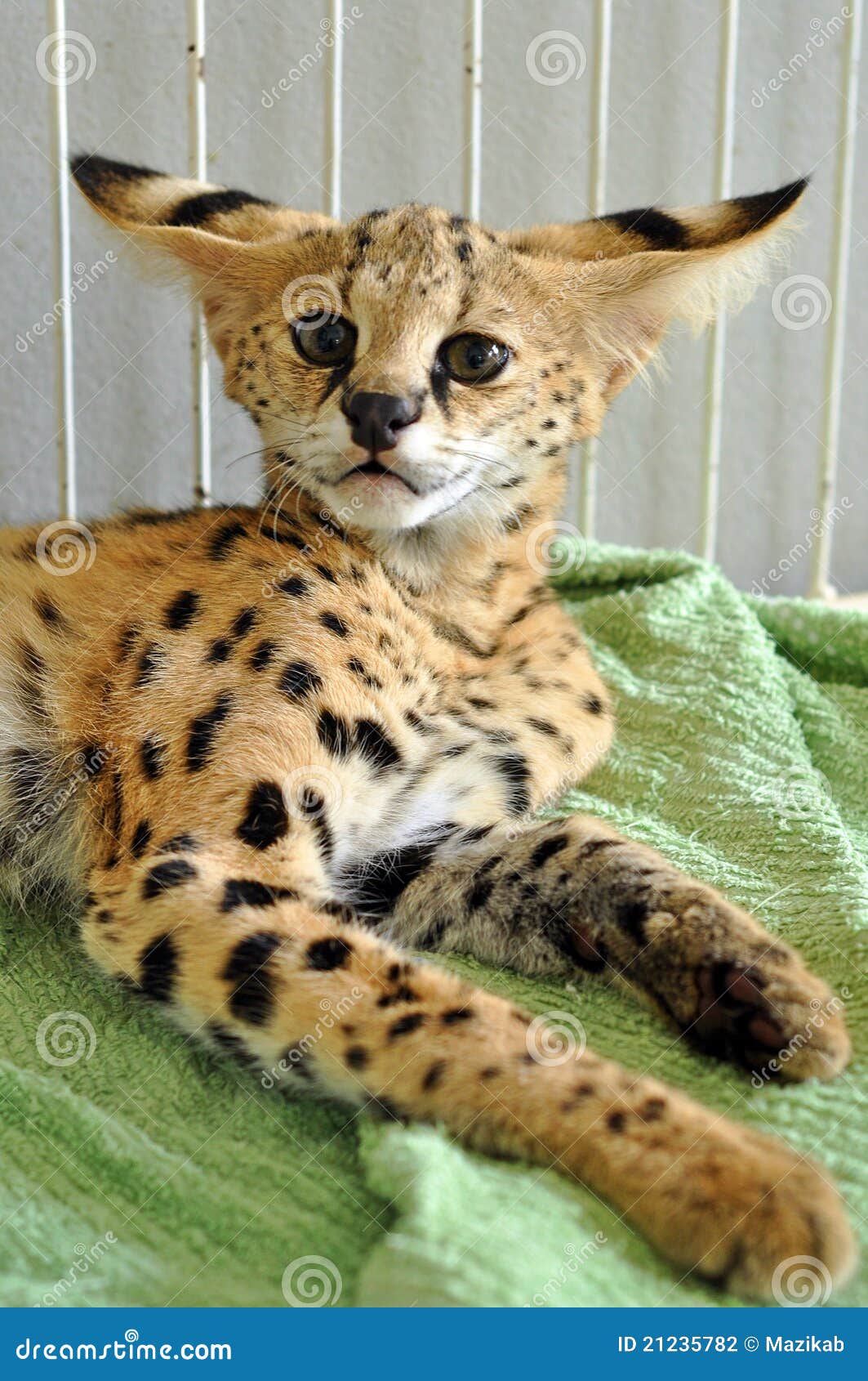 1000+ images about Beautiful/Works of Art on Pinterest | Serval, Dragon ...