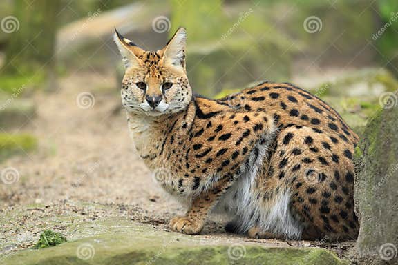 Serval stock image. Image of wild, serval, nature, animal - 24343887