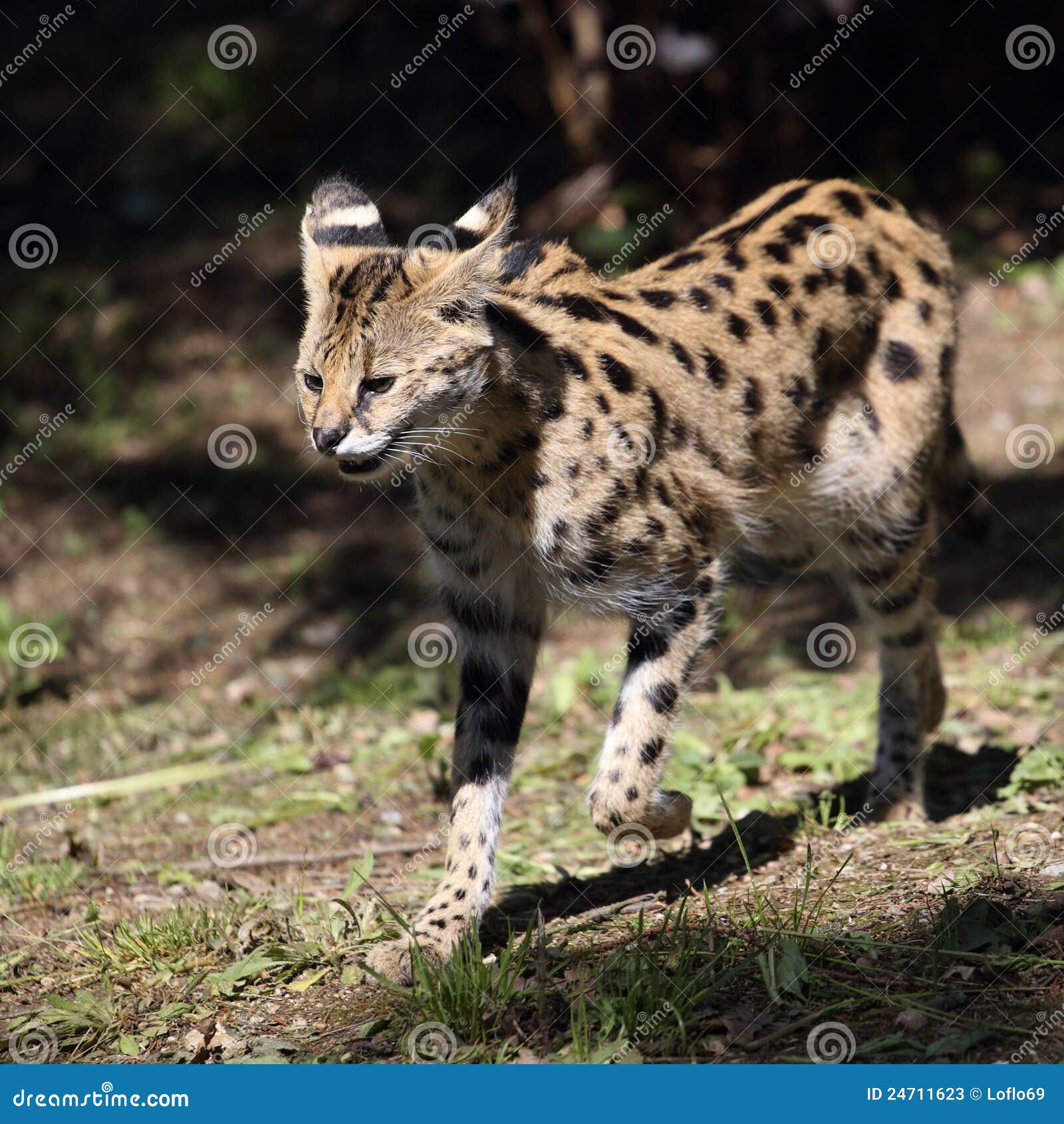 The serval stock image. Image of mammal, leptailurus - 24711623