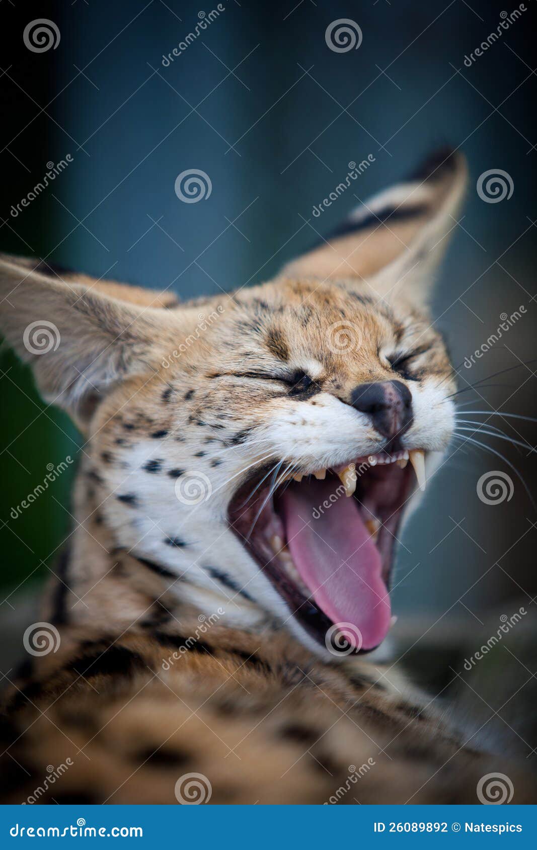 Serval stock photo. Image of wildlife, wild, small, african - 26089892