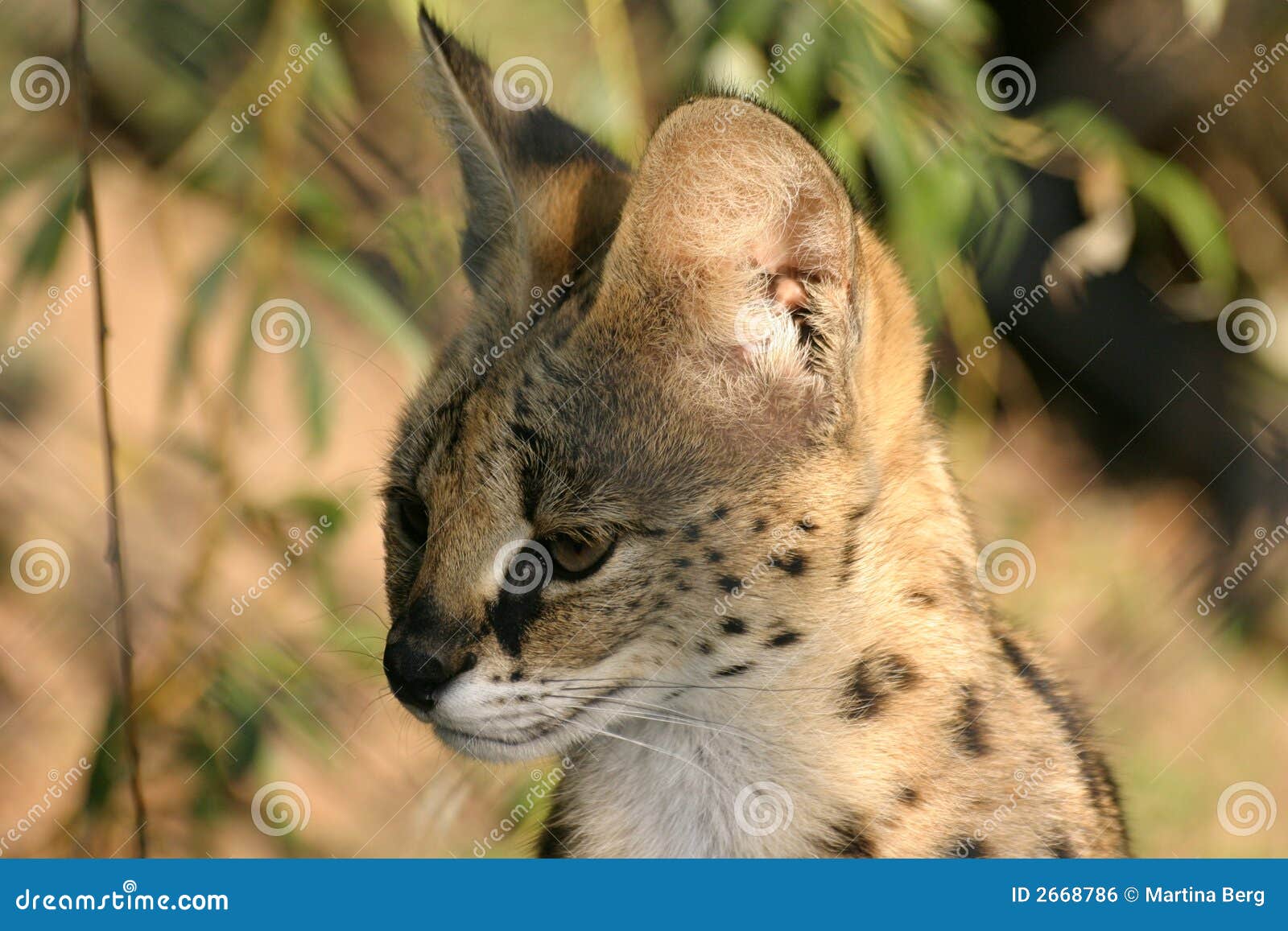 Serval stock photo. Image of game, small, spots, serval - 2668786