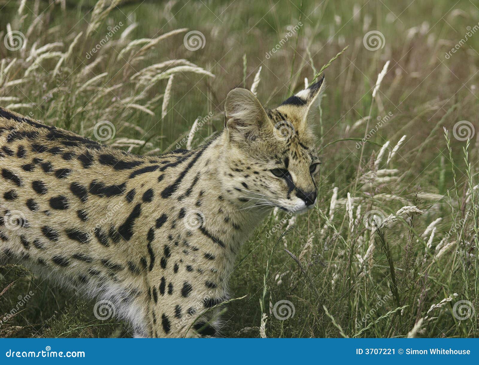 Serval stock image. Image of danger, agile, coat, fast - 3707221