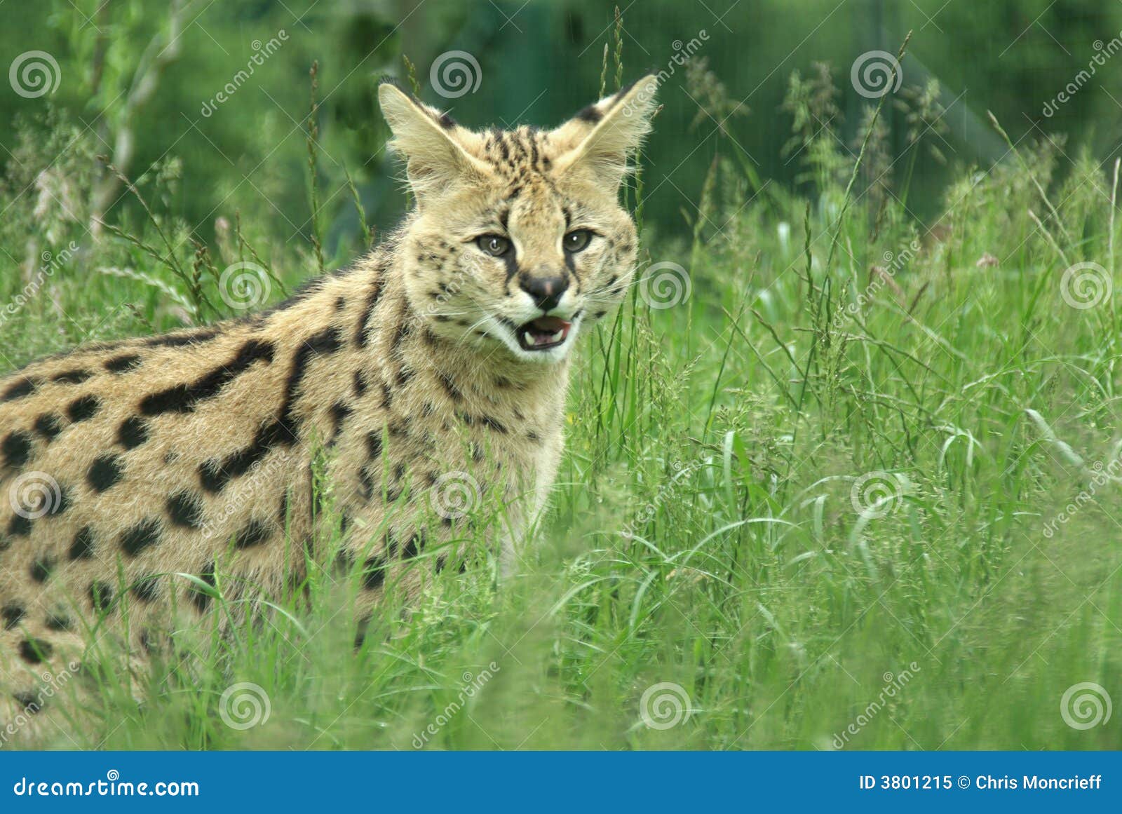 Serval stock image. Image of spots, africa, whiskers, cats - 3801215