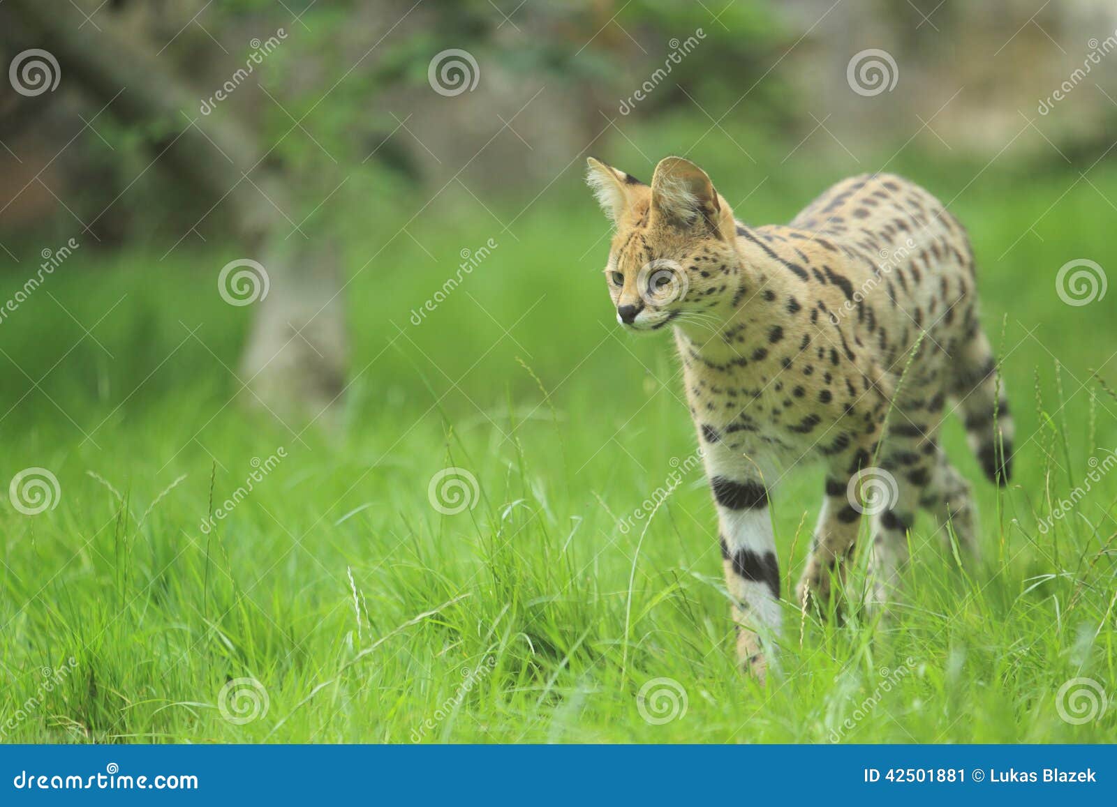 Serval imagen de archivo. Imagen de salvaje, alto, cubo - 42501881
