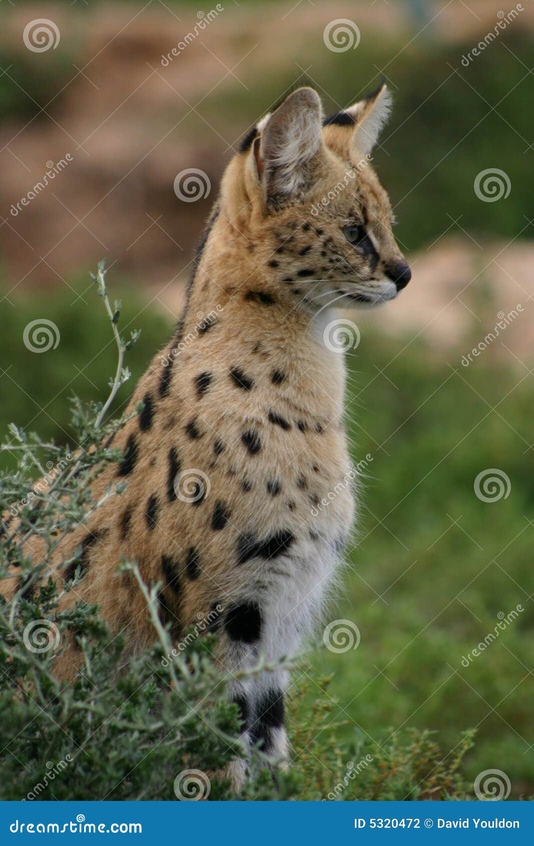 Serval stock photo. Image of mammal, serval, wildlife - 5320472