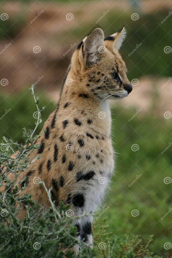 Serval stock photo. Image of mammal, serval, wildlife - 5320472