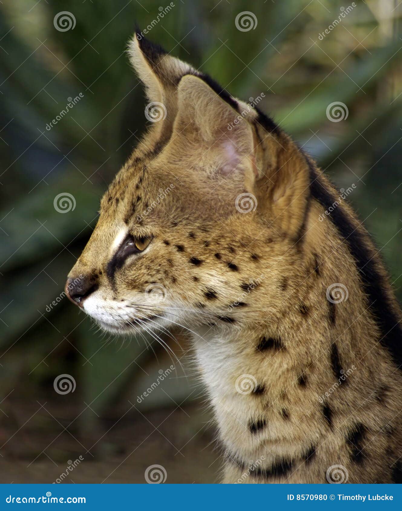 Serval stock photo. Image of ears, serval, head, wildlife - 8570980