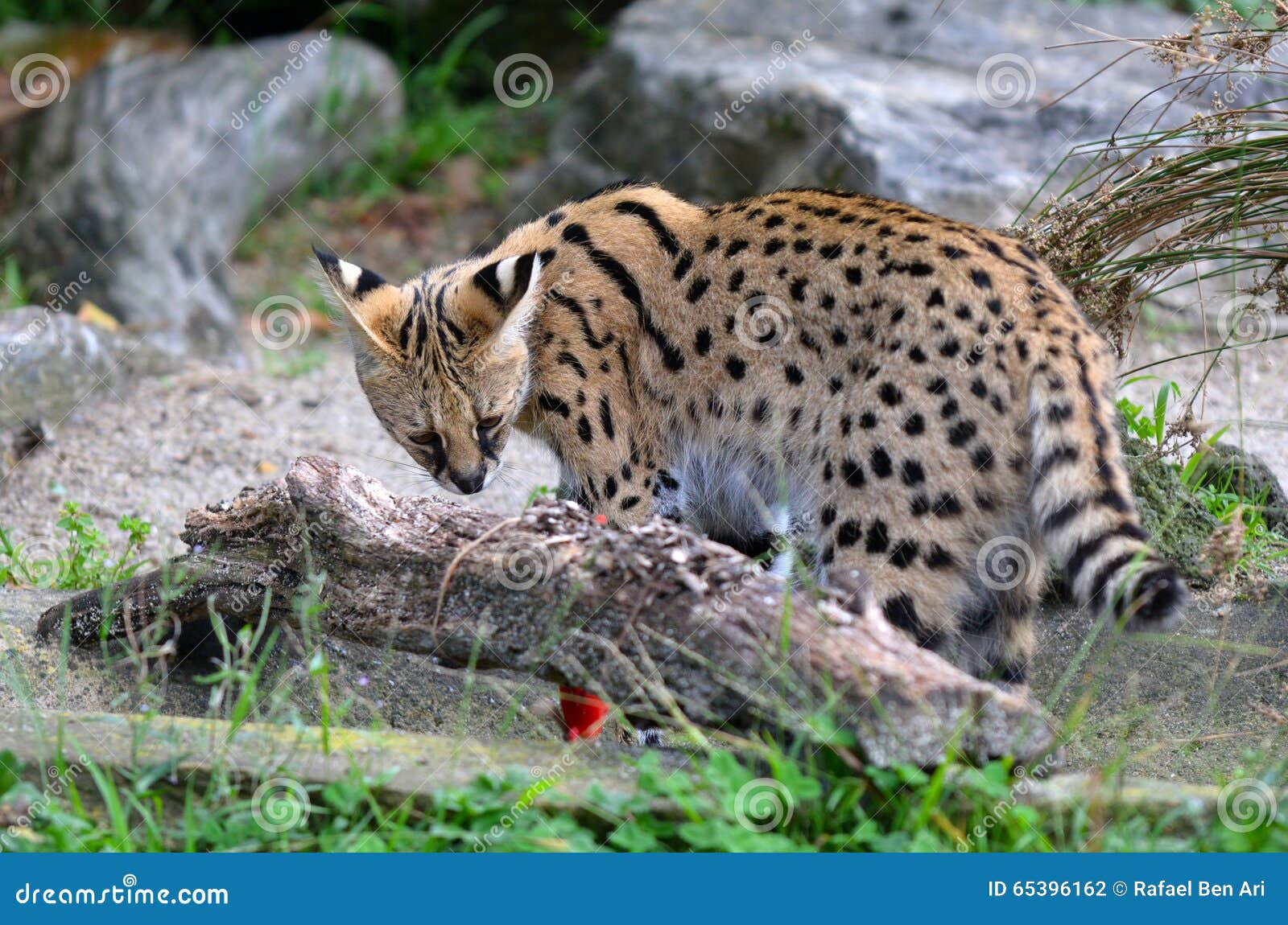 Afrikaanse Serval Kat