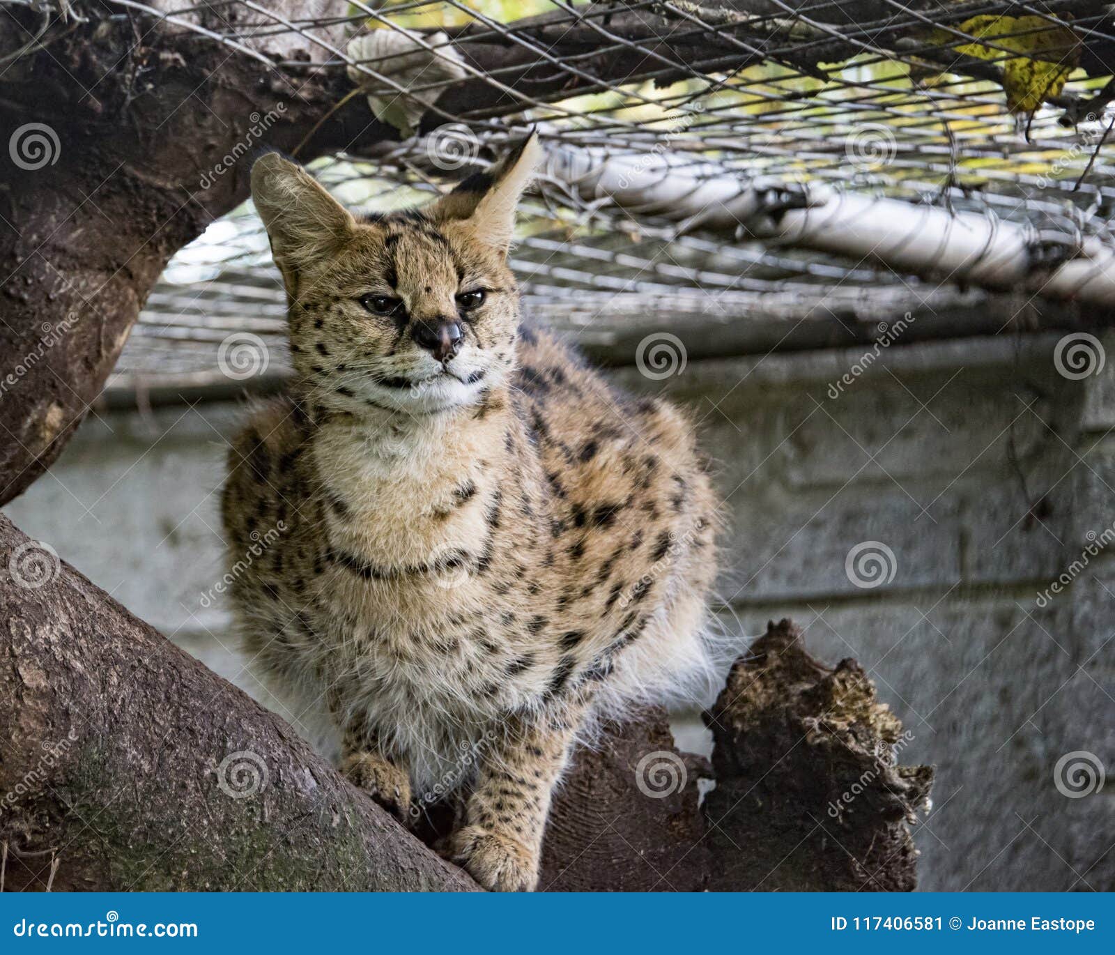 Serval in captivity stock image. Image of game, nature - 117406581