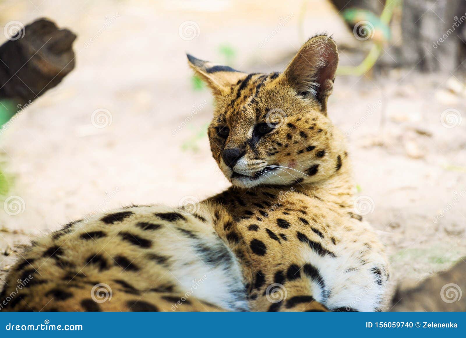 Serval cat stock photo. Image of green, hunter, hunt - 156059740